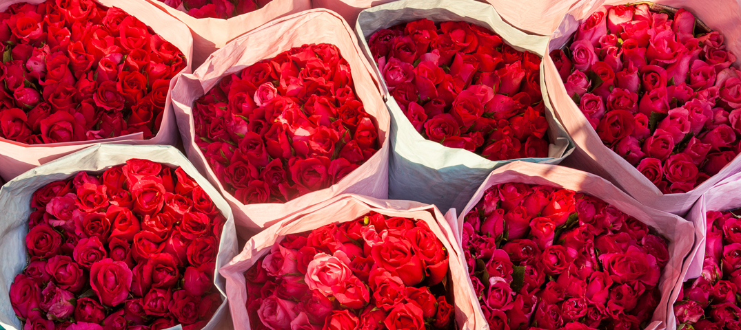 A Guide On How To Rehydrate Your Fresh Flowers | The Koch Blog