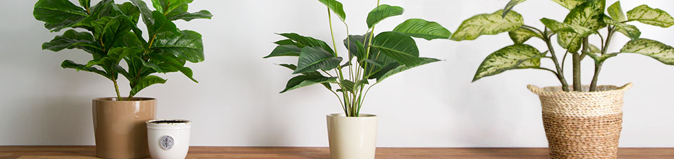 Artificial Plants - Buy Natural & Artificial Potted Plants | Koch & Co